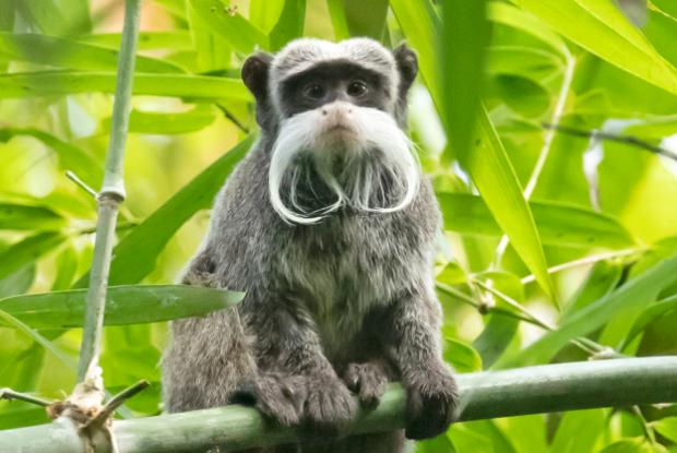 Tamarin empereur | Espace pour la vie