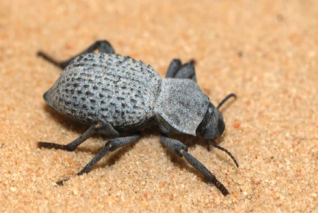 Ténébrion cendré du désert | Espace pour la vie