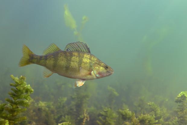 Perchaude | Espace pour la vie