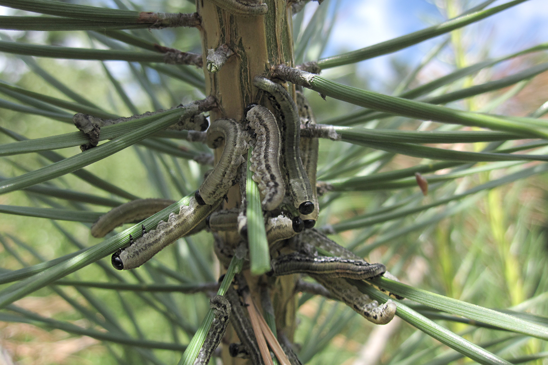 Where to observe insects | Space for life