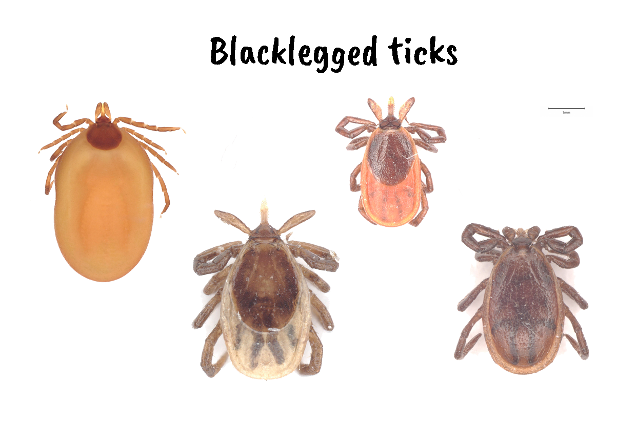 How to identify ticks | Space for life
