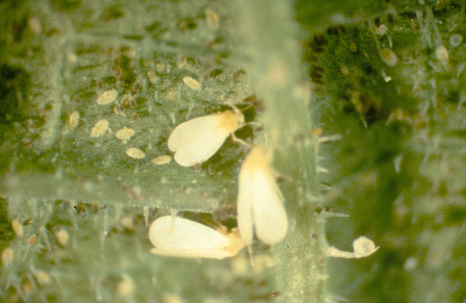 Aleurodes (mouches blanches) | Espace pour la vie