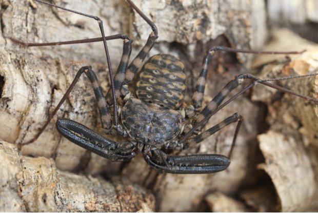 West African whipspider | Space for life