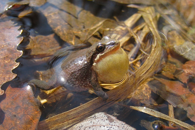 Breeding and rearing the western chorus frog at the Biodôme | Space for life